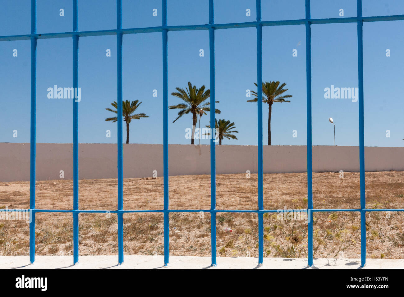 palm trees through blue railings Stock Photo - Alamy