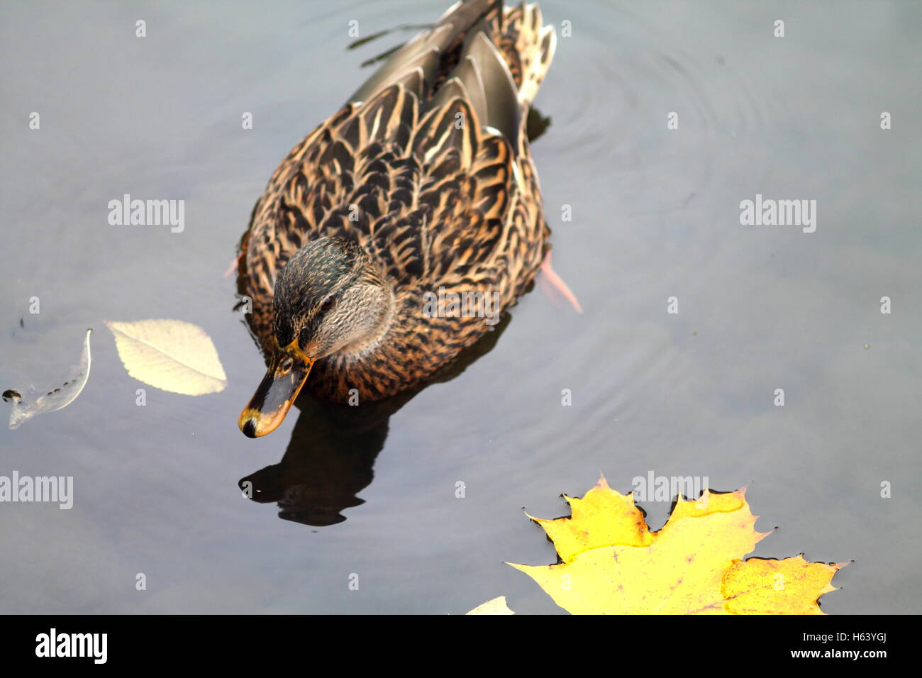 Teal duck preening hi-res stock photography and images - Alamy
