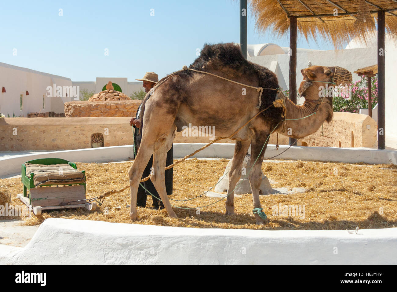 camel drawn sled ride at the museum of traditional Djerbian heritage ...