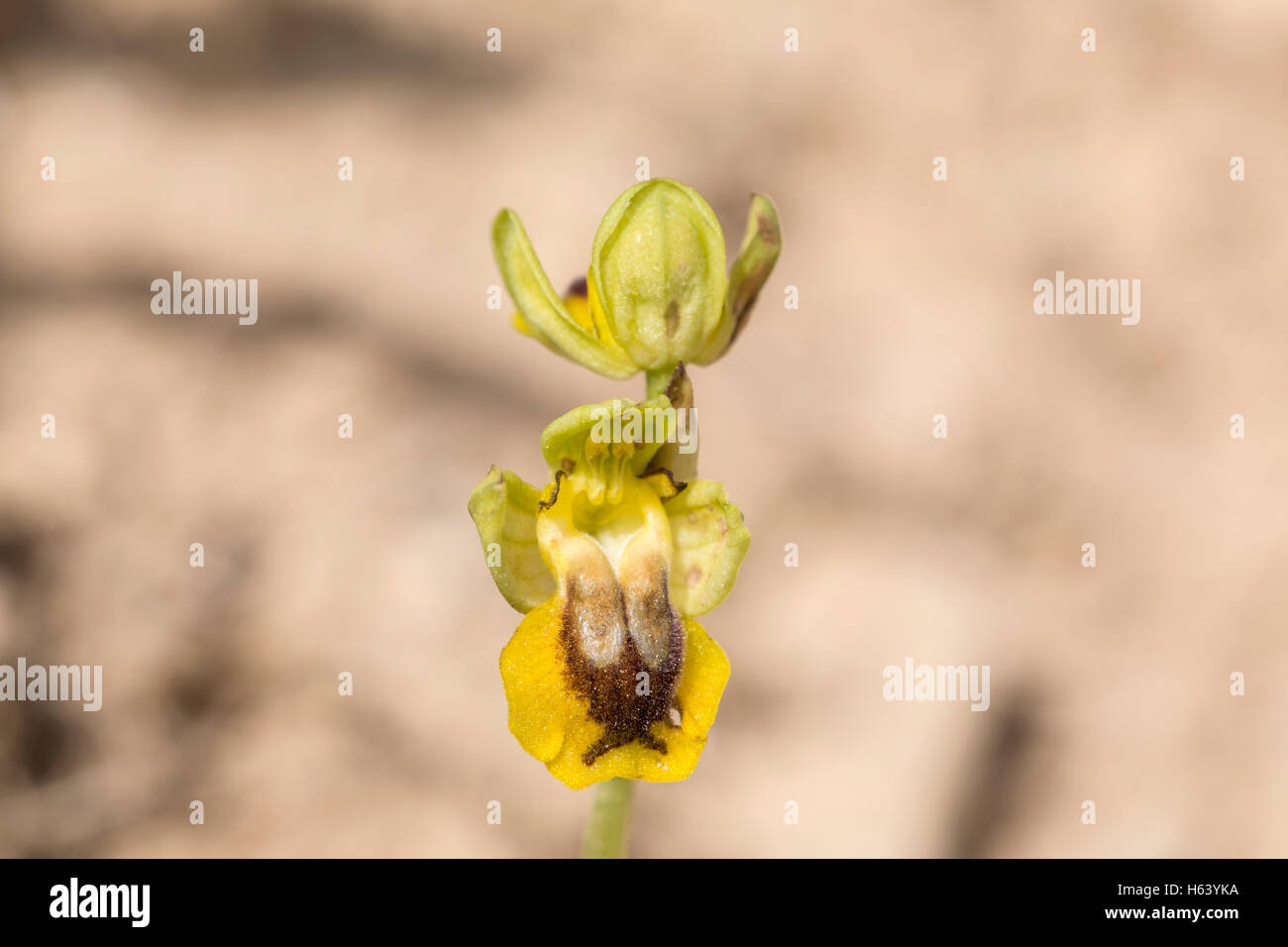 Yellow Bee Orchid Ophrys Lutea High Resolution Stock Photography and ...