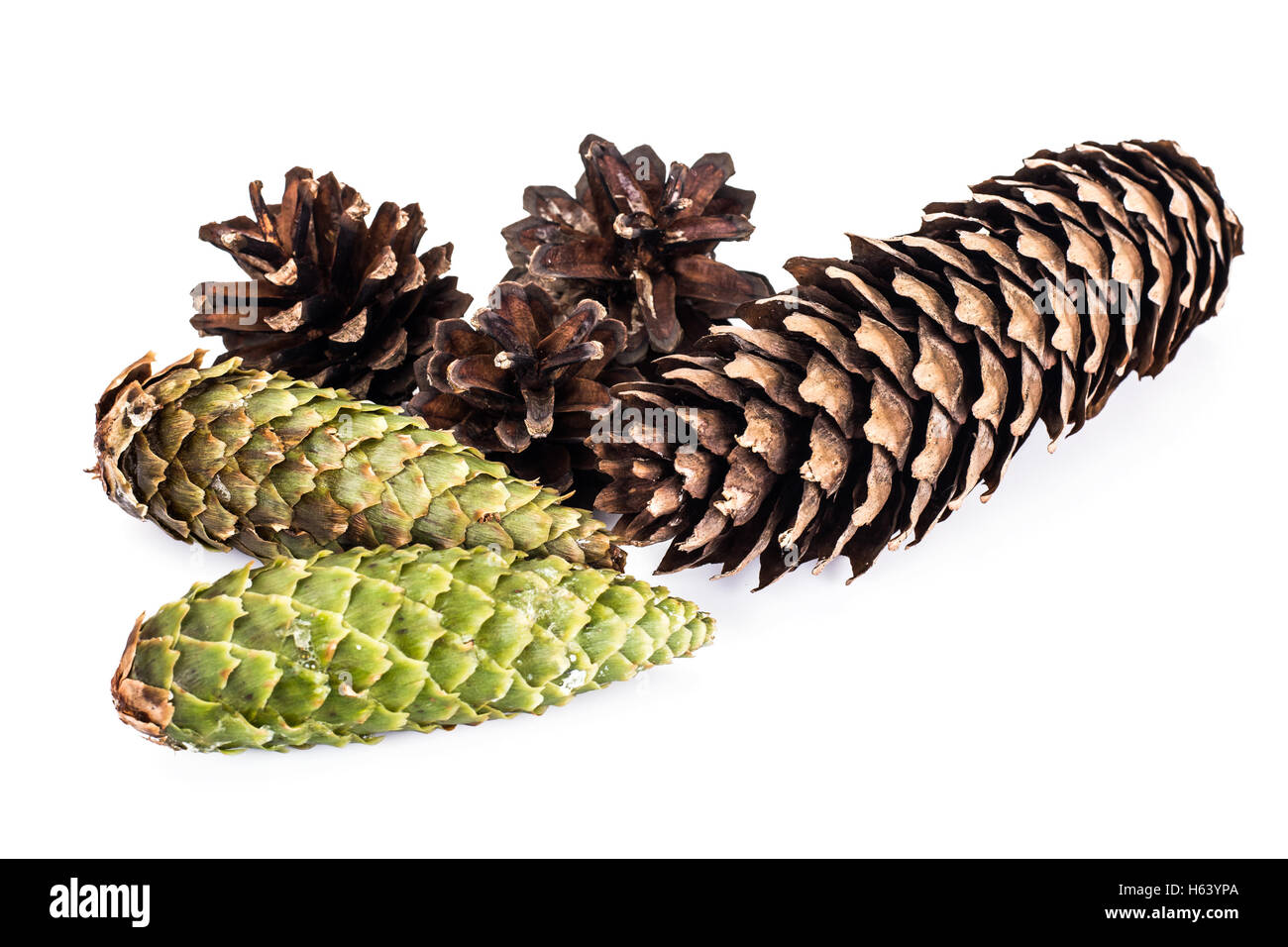 Cones of Spruce, Pine Stock Photo - Alamy