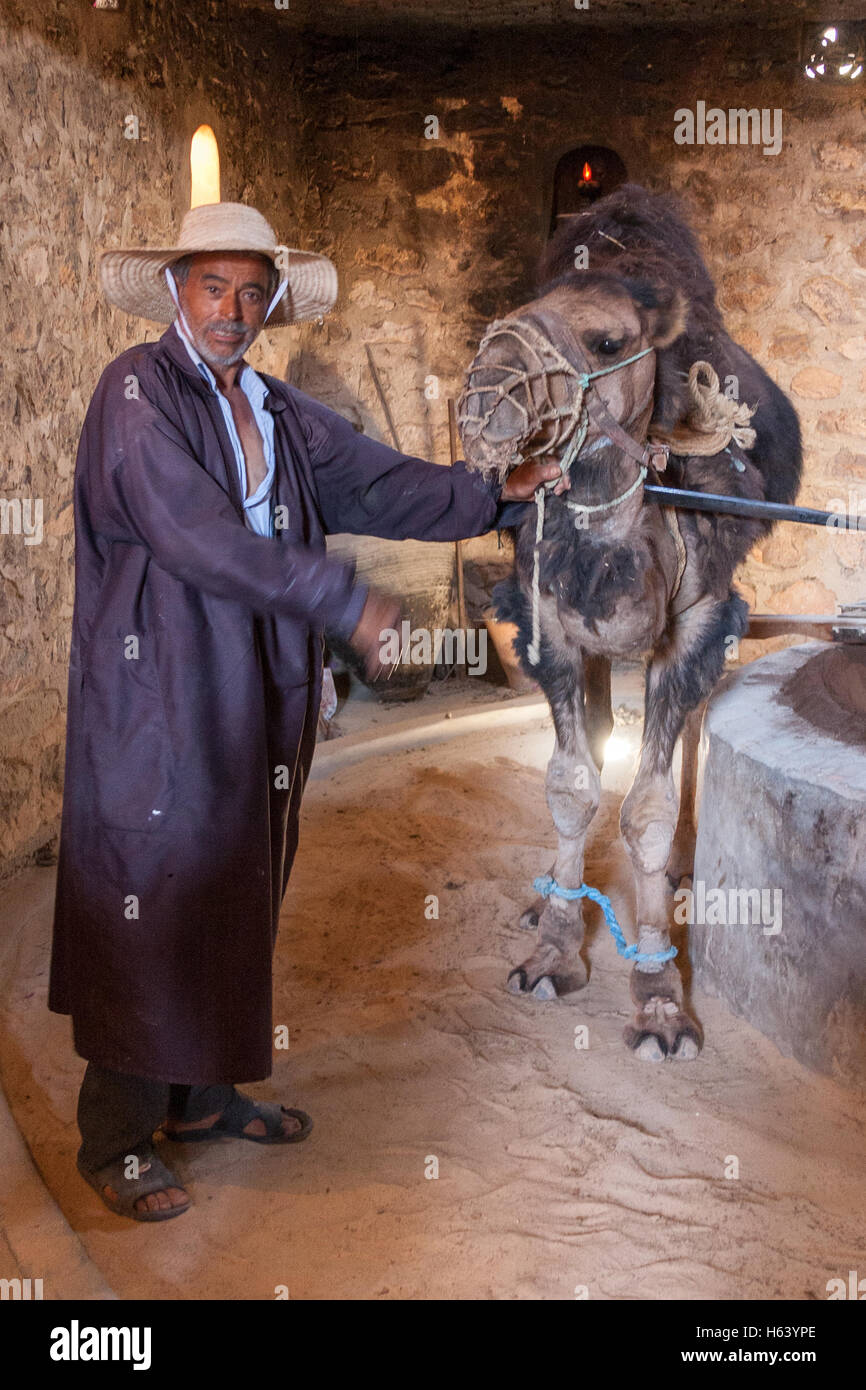 dromedary camel working exhibit at museum of traditional Djerbian ...