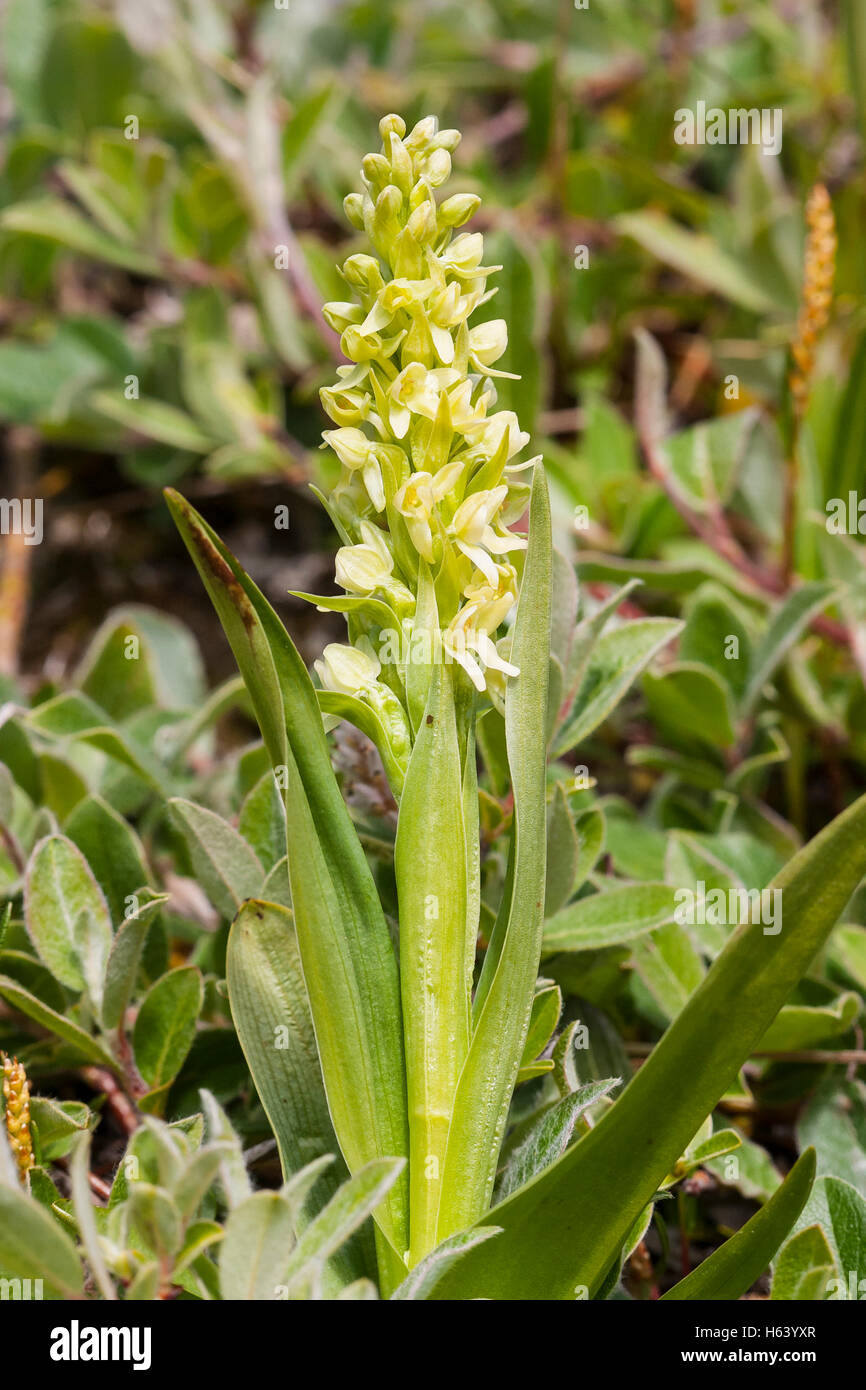 Pseudorchis albida orchid, Greenland Stock Photo - Alamy