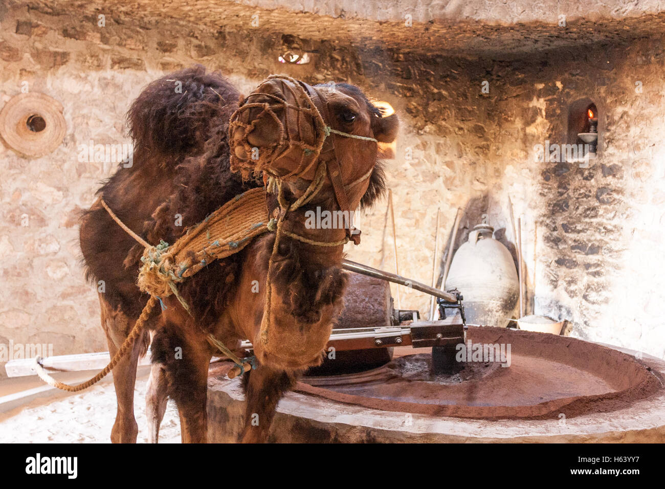 Camel djerba tunisia africa hi-res stock photography and images - Alamy