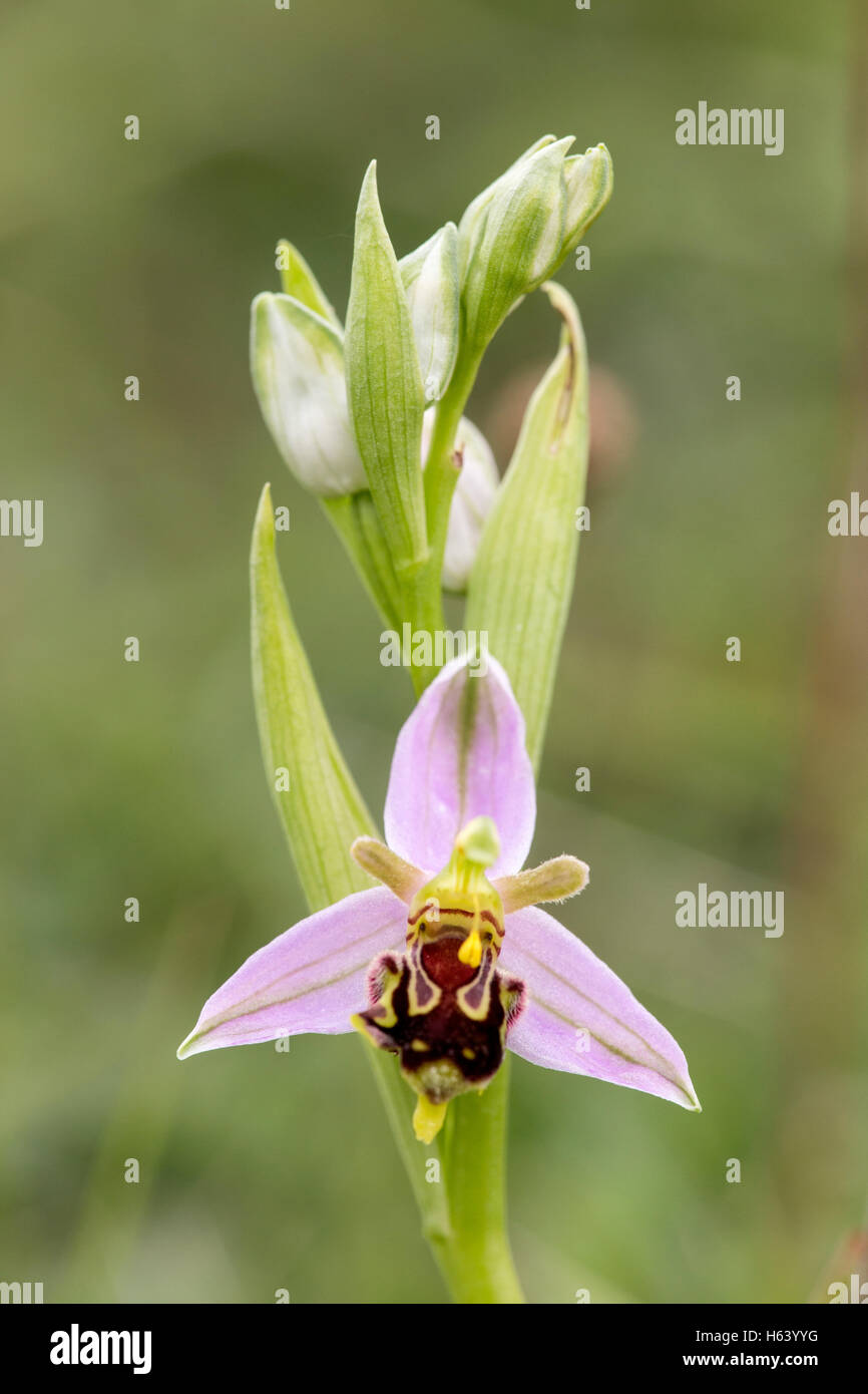 Oprhys apifera hi-res stock photography and images - Alamy