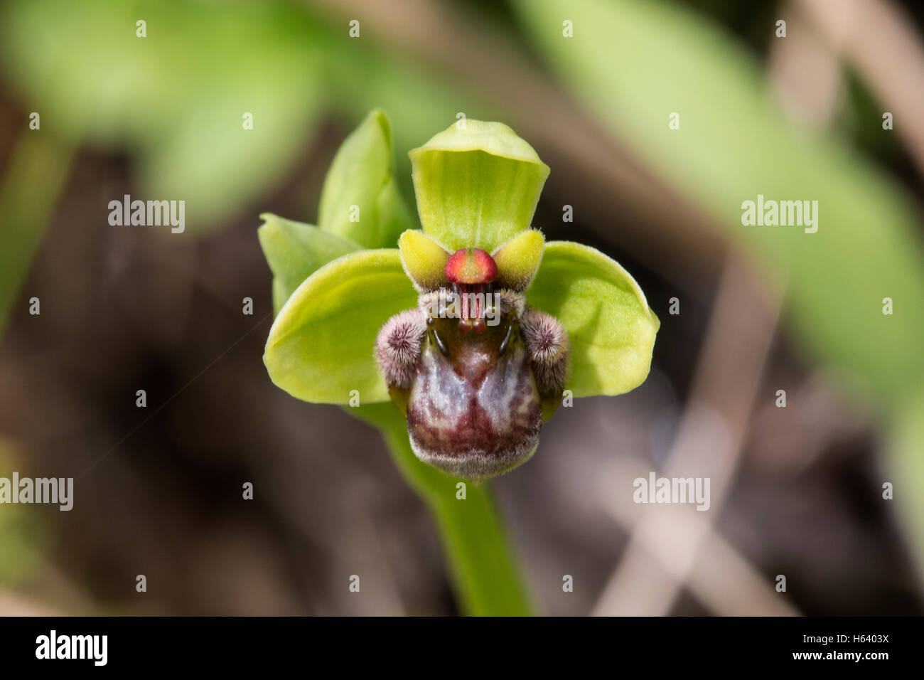 Orchid pollination mimic hi-res stock photography and images - Alamy