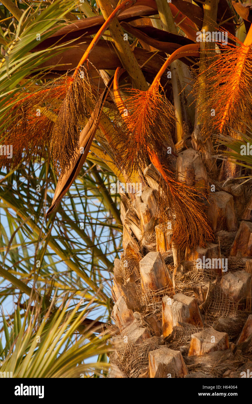 palm tree close up detail Stock Photo - Alamy