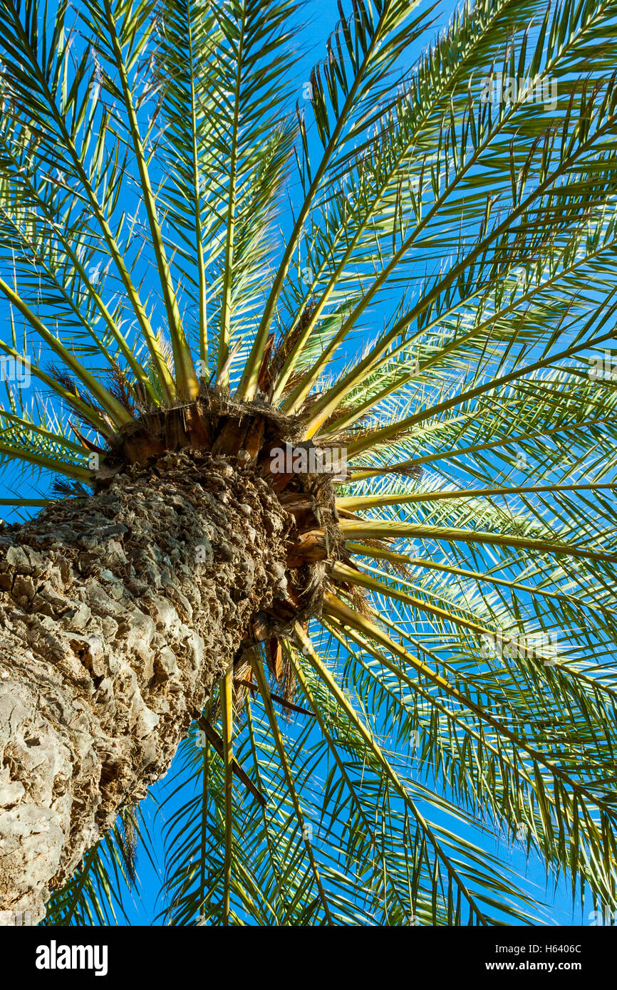 palm tree from below Stock Photo - Alamy