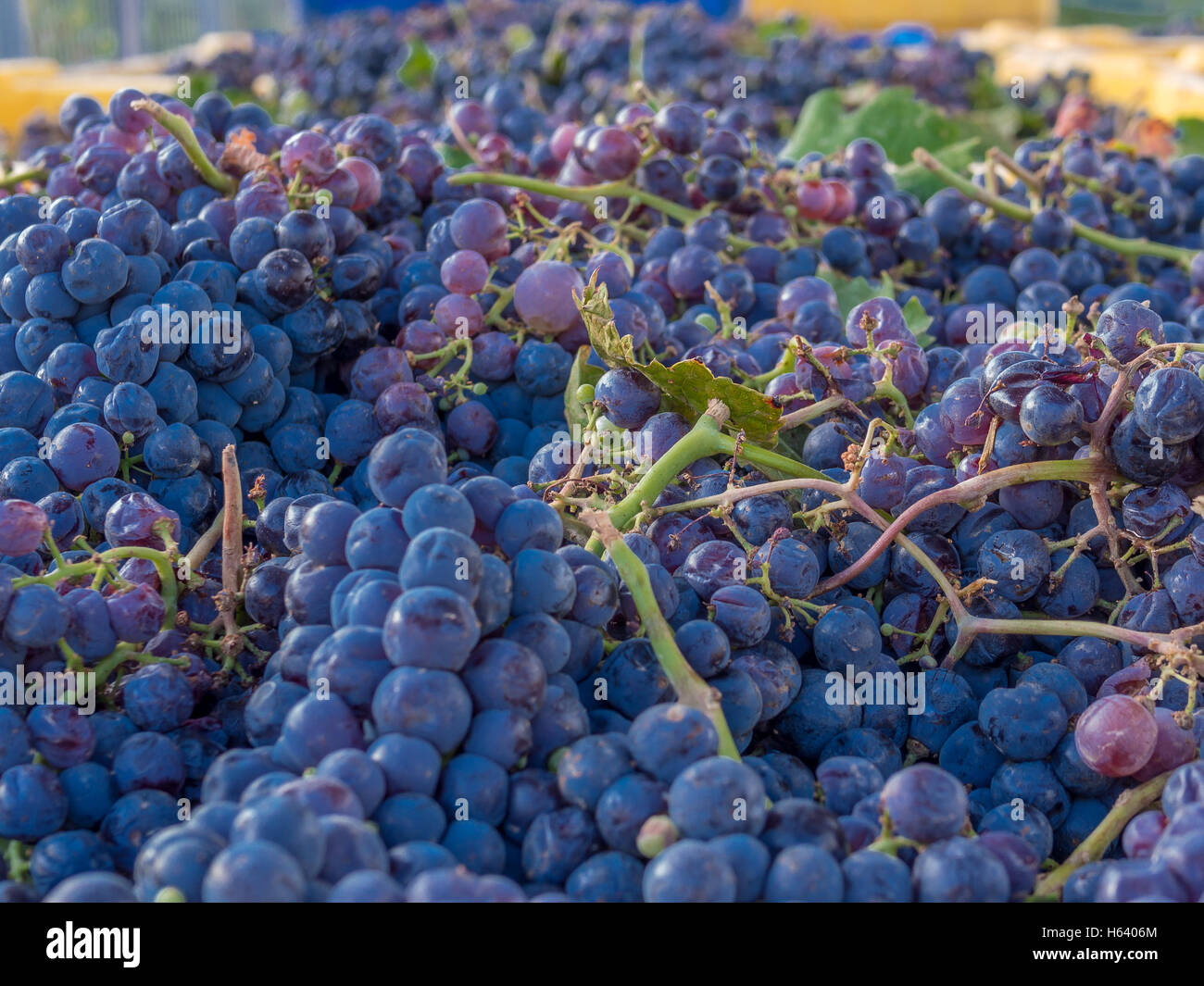 Delicious grapes before being pressed Stock Photo - Alamy