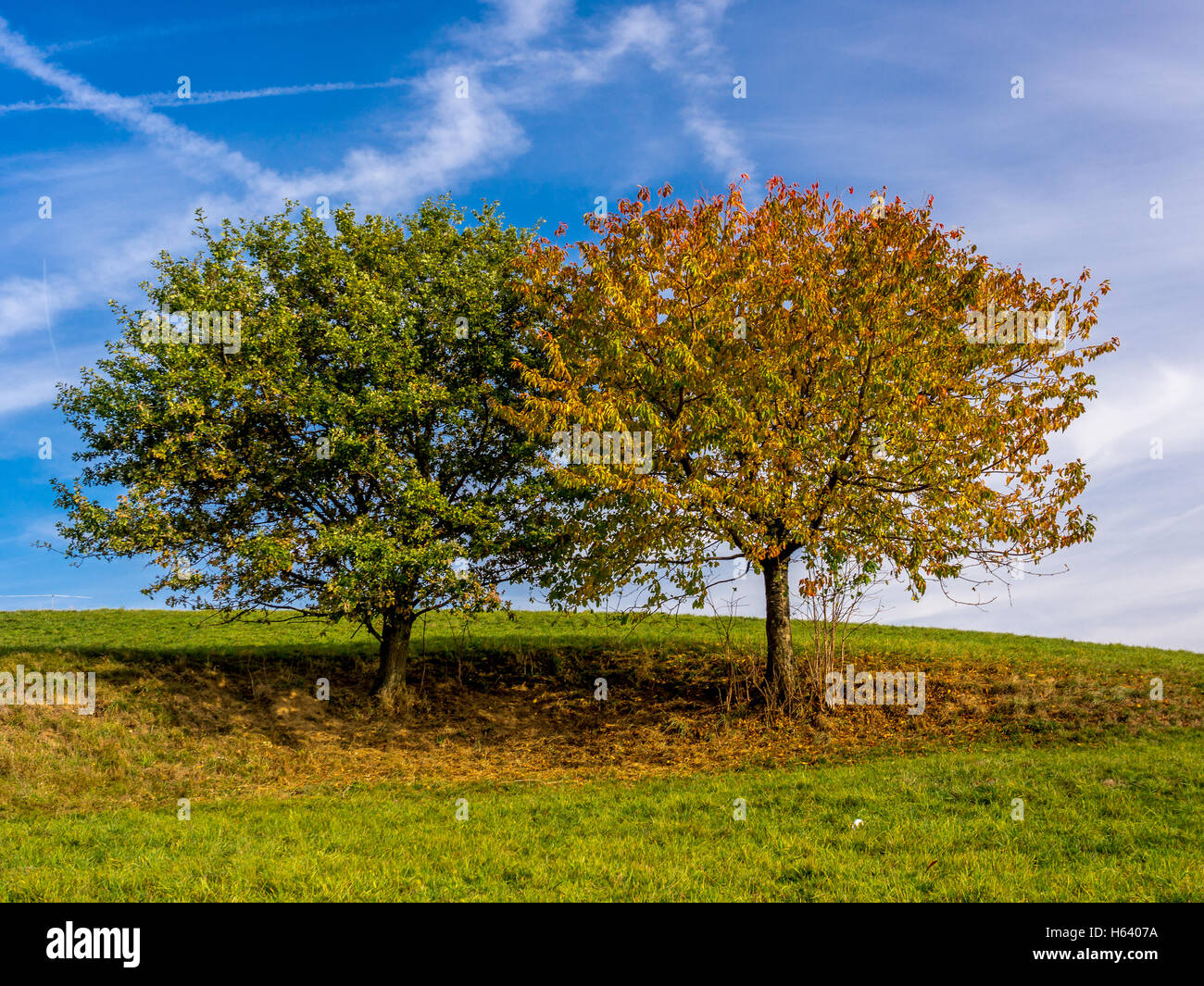 Twin trees in Autumn Stock Photo - Alamy