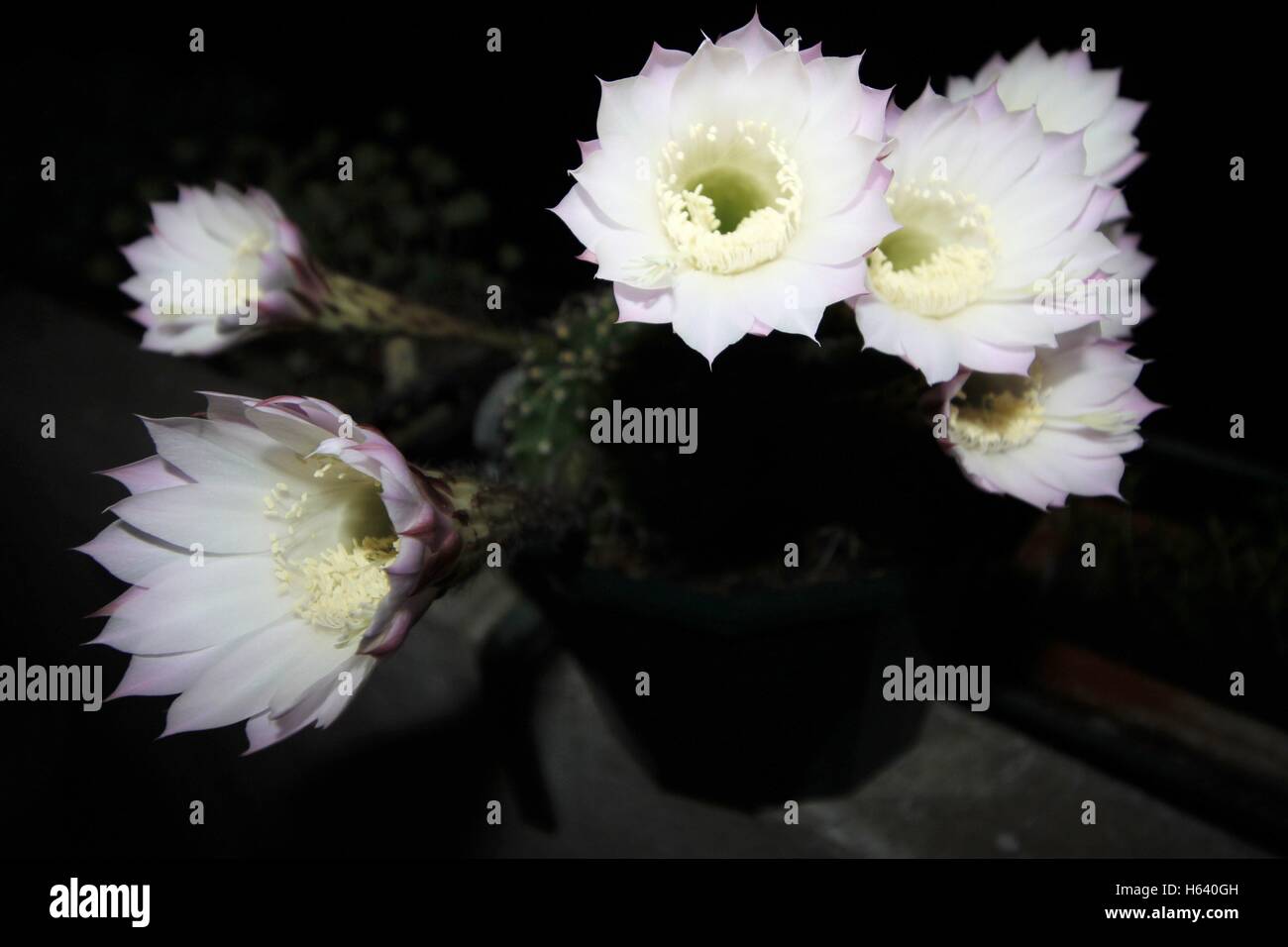 Mirabilis jalapa white hi-res stock photography and images - Alamy