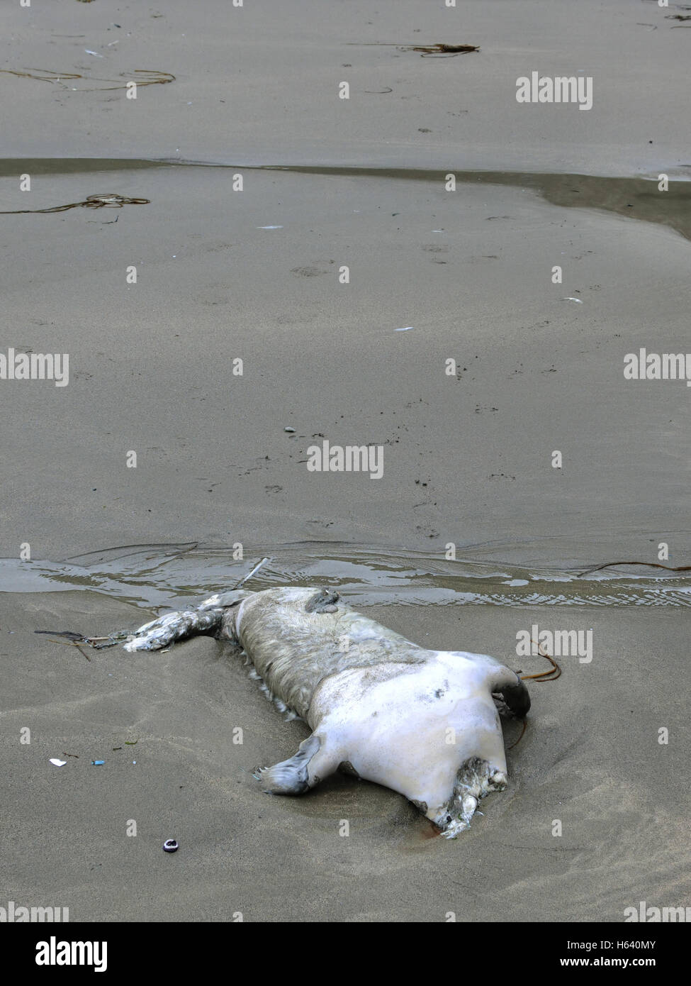 Decapitated corpse hi-res stock photography and images - Alamy