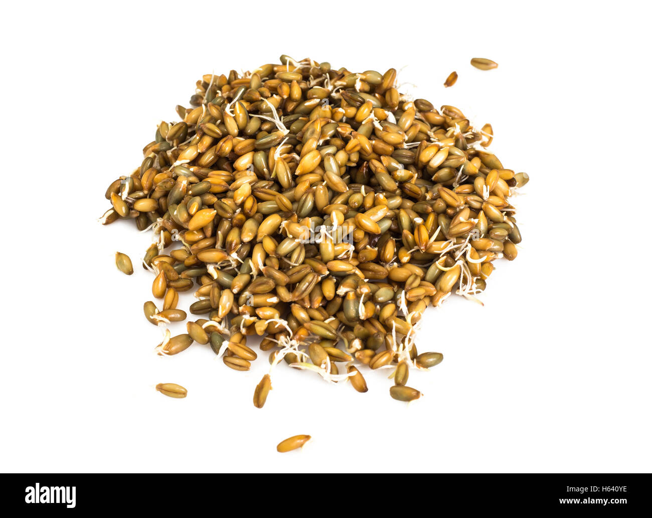 Germinated Wheat, Rye and Barley Stock Photo - Alamy