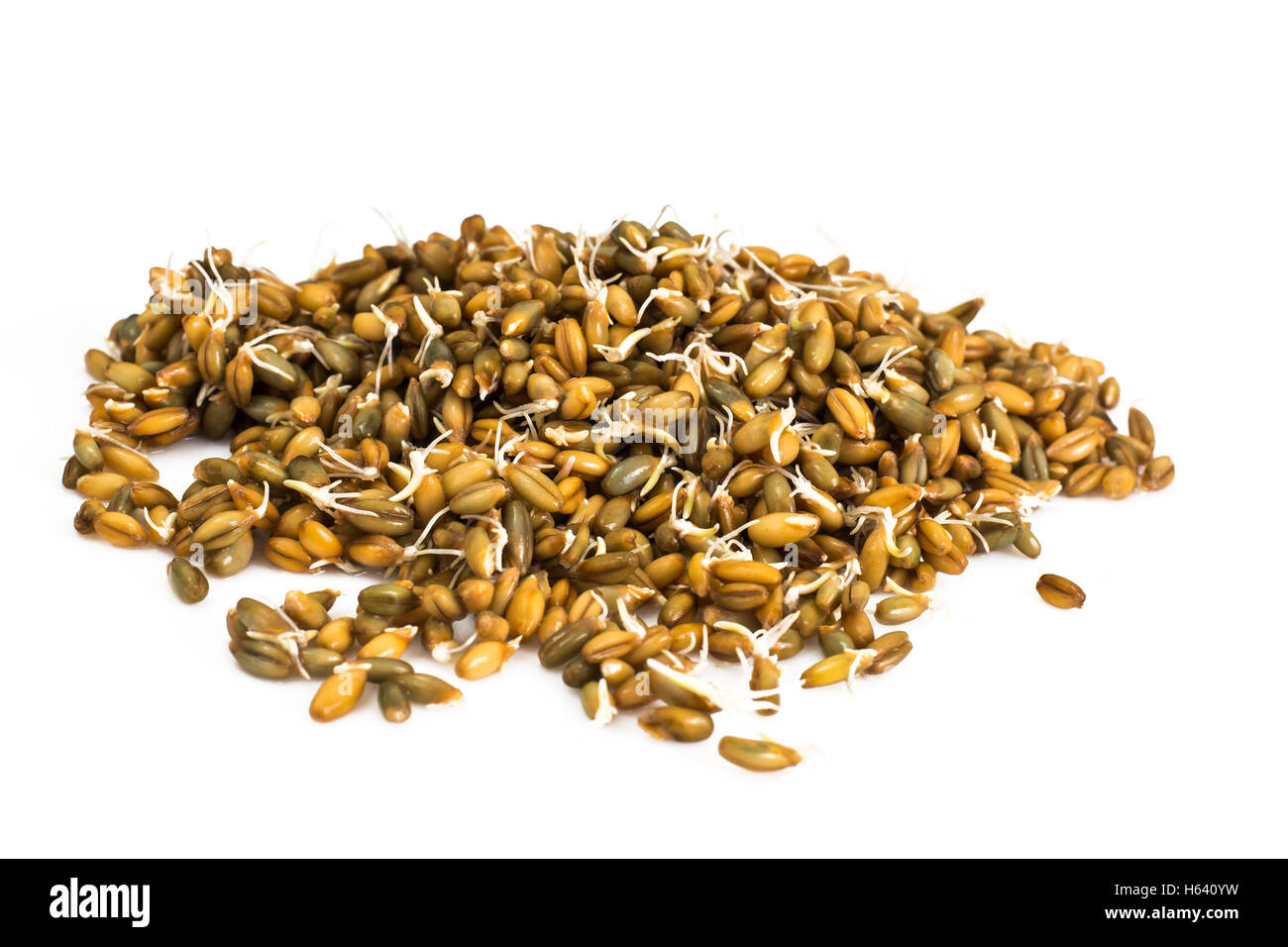 Germinated Wheat, Rye and Barley Stock Photo - Alamy