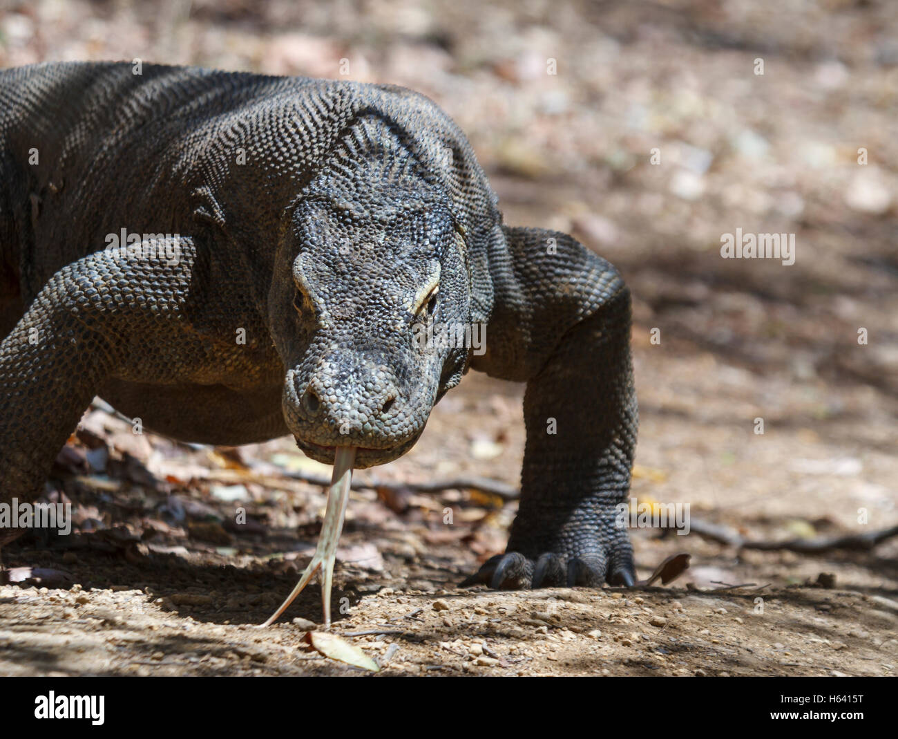 Dragon monitor varanus komodoensis national hi-res stock photography ...