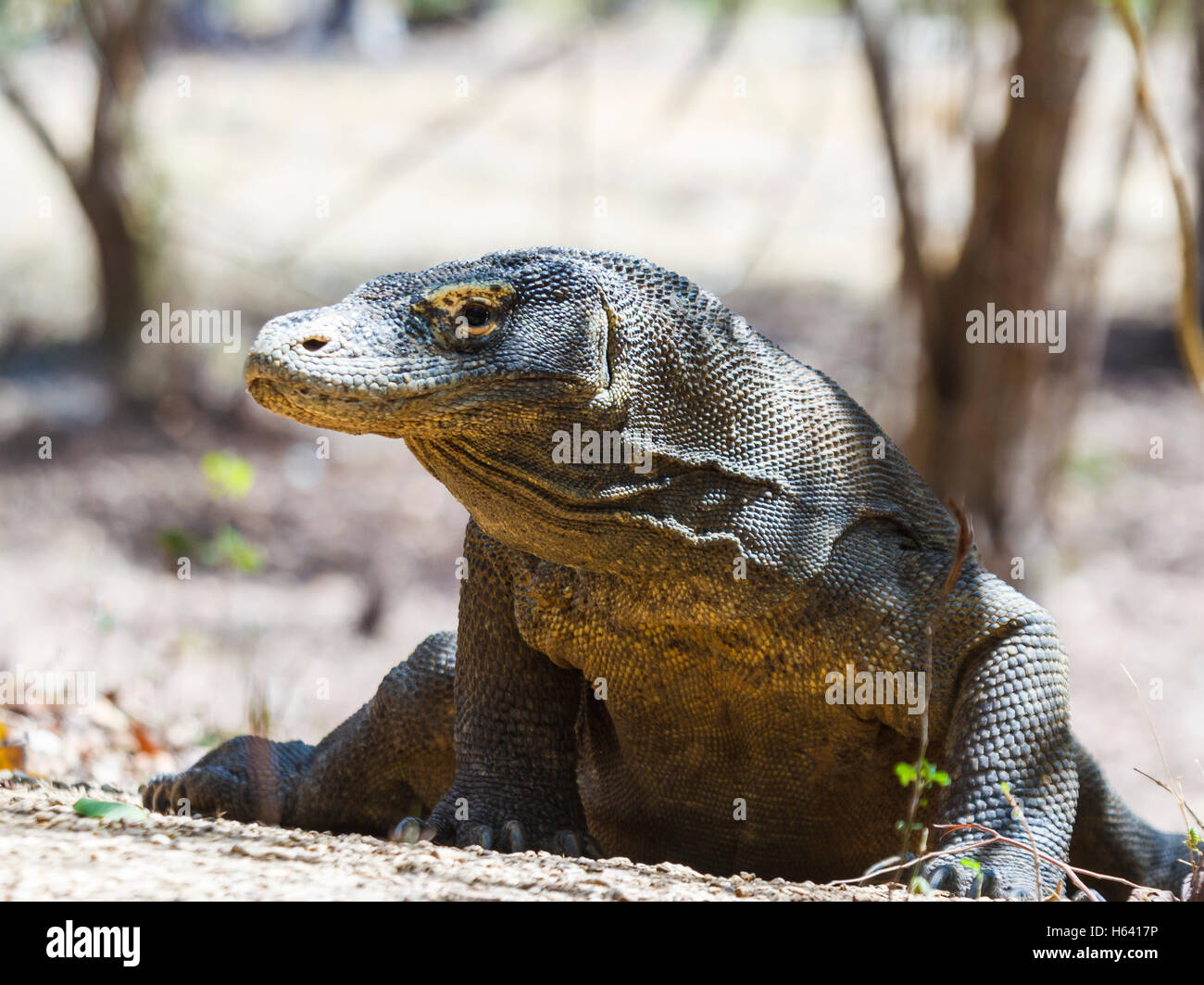 Komodo dragon (Varanus komodoensis Stock Photo - Alamy