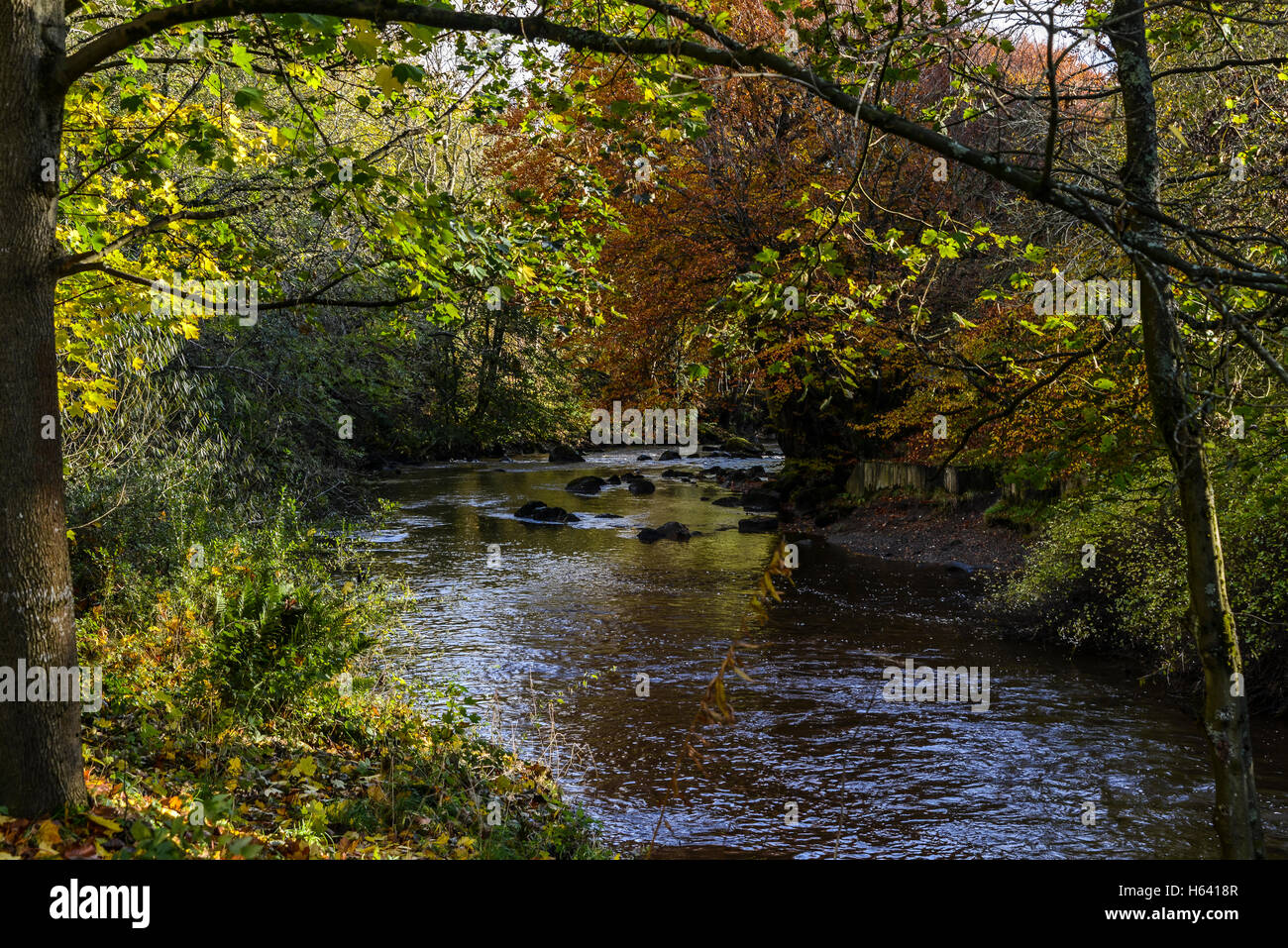 The river Almond in Livingston, West Lothian, in autumn Stock Photo - Alamy