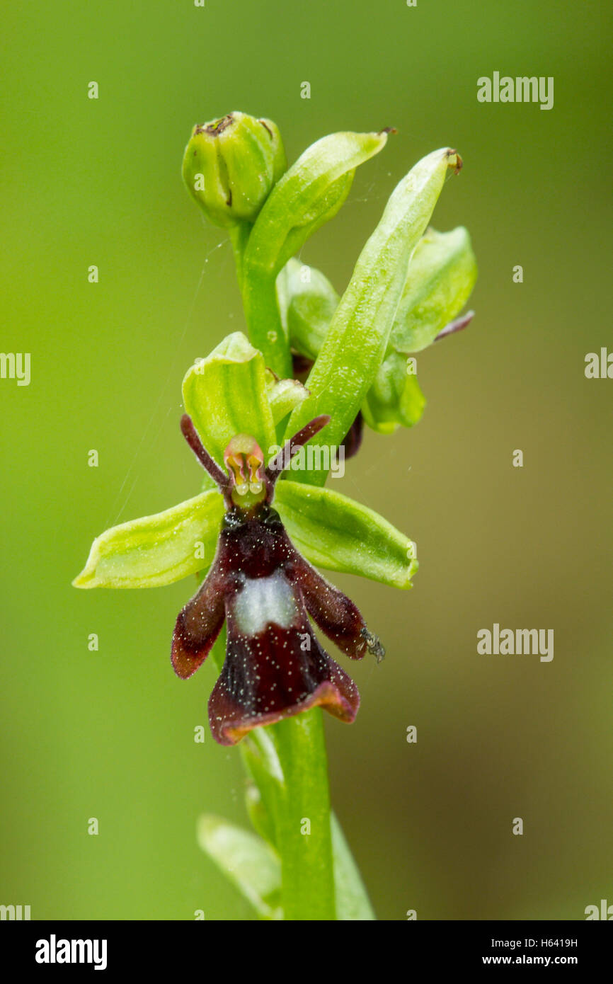 Fly orchids flower mimics hi-res stock photography and images - Alamy