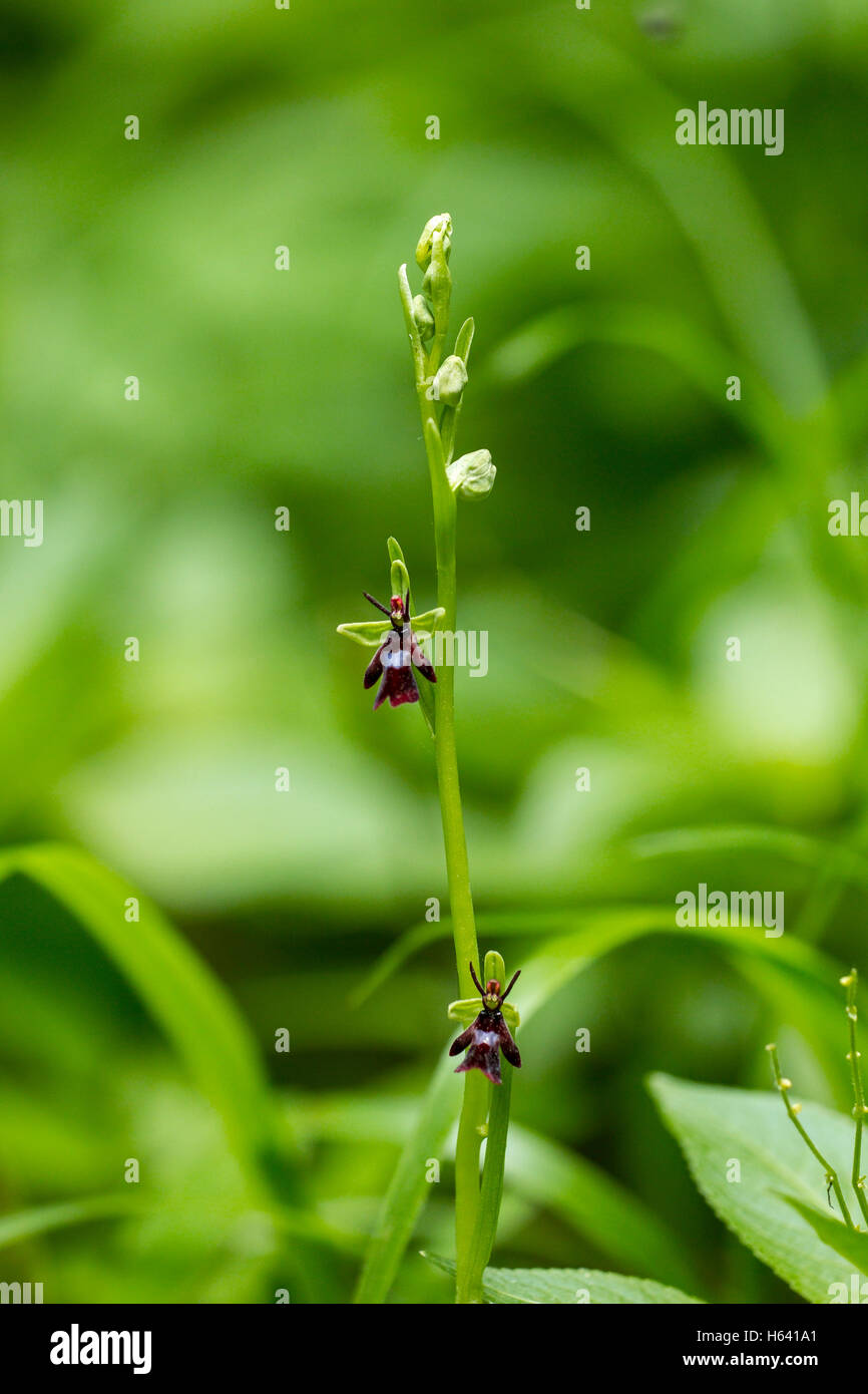 fly orchid (Ophrys insectifera) flowers growing in woodland setting in ...
