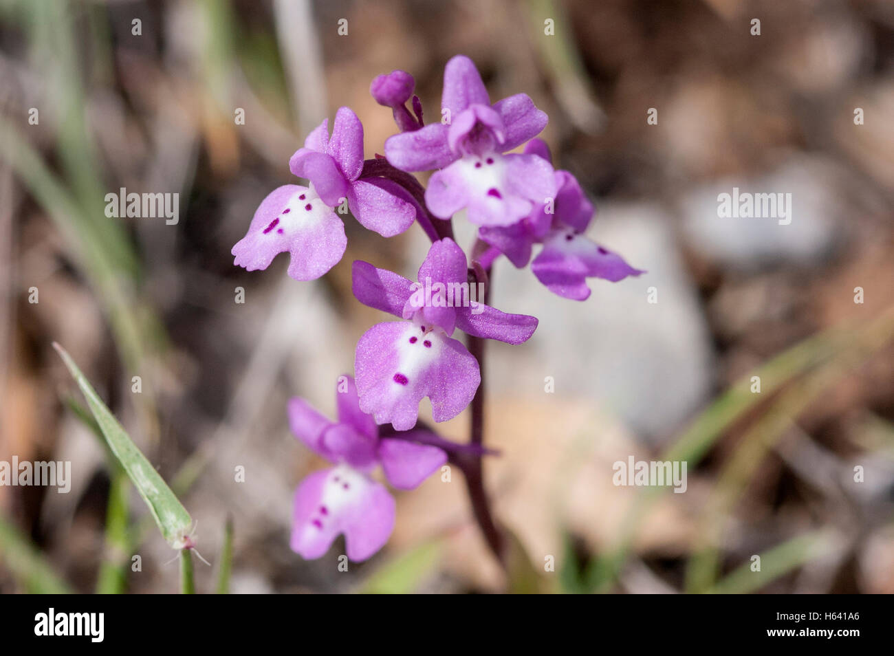 Samaria gorge crete spring hi-res stock photography and images - Alamy