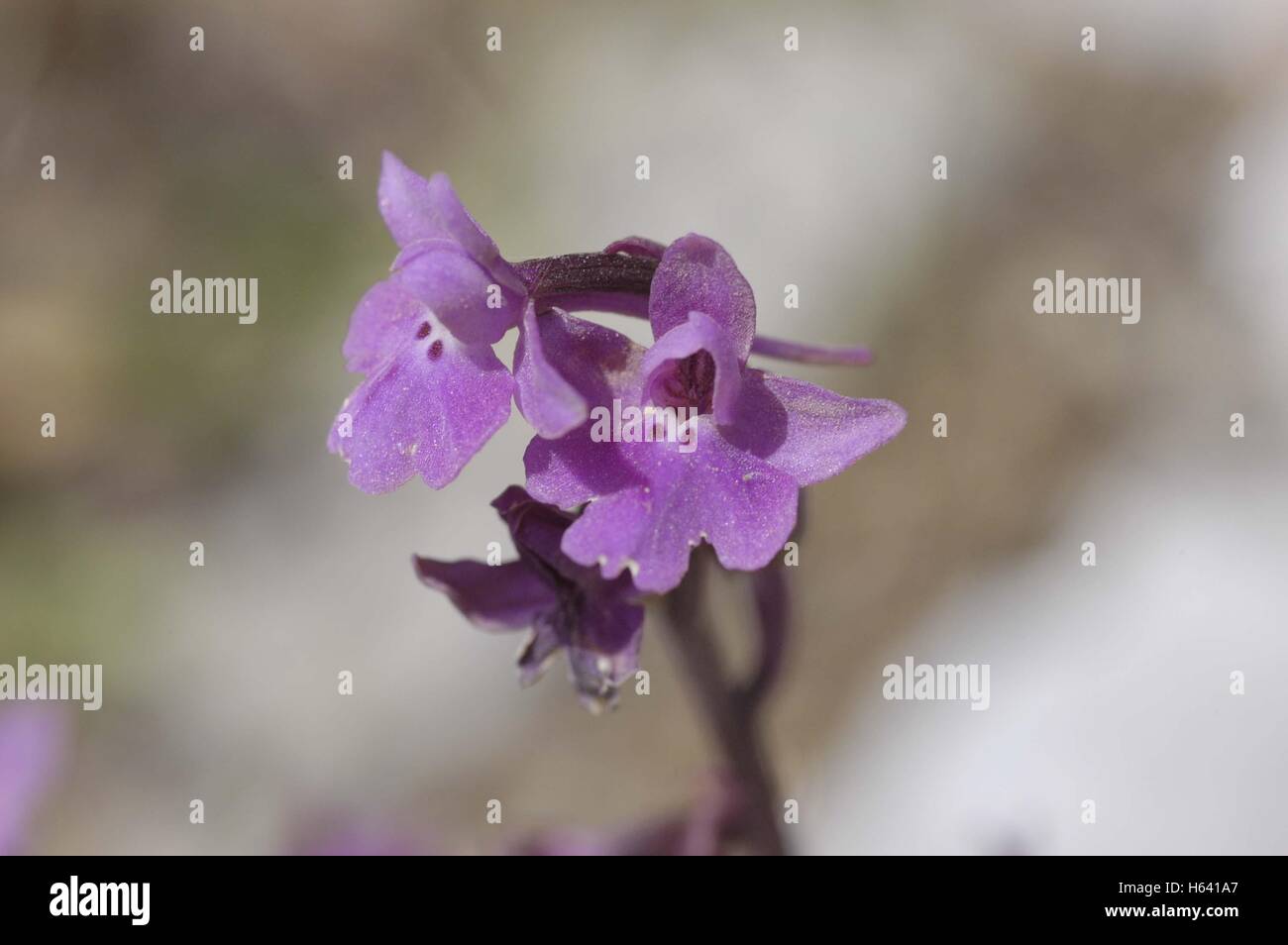 four-spotted orchid Orchis quadripunctata flower growing on hillside ...
