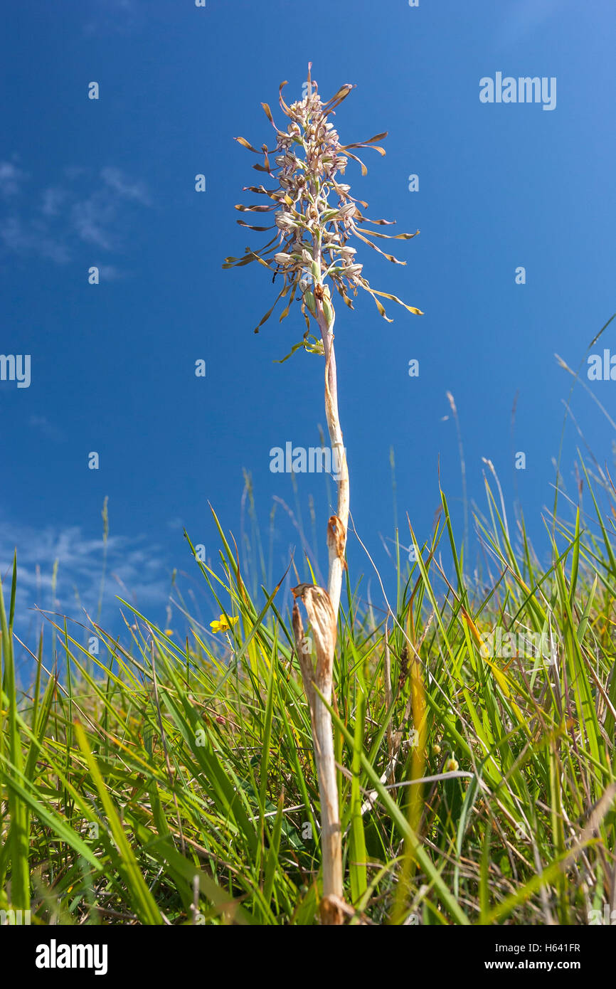 lizard orchid (Himantoglossum hircinum) flower growing in grassland ...