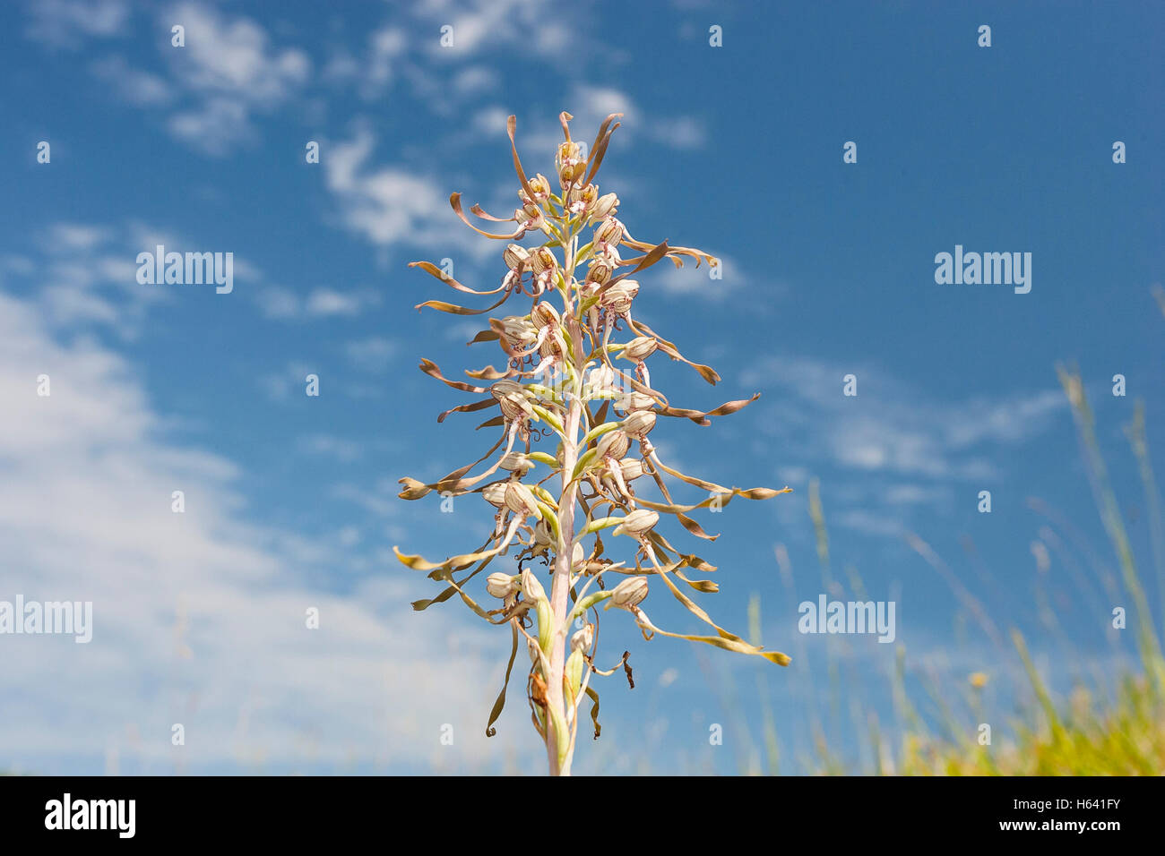 lizard orchid (Himantoglossum hircinum) flower growing in grassland ...