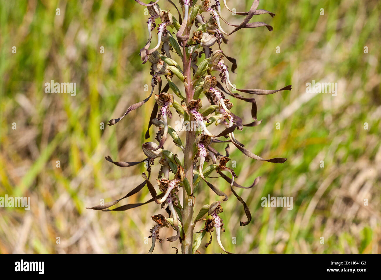 lizard orchid (Himantoglossum hircinum) flower growing in grassland ...