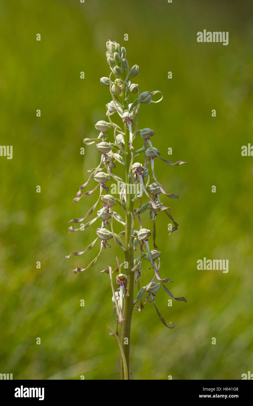 lizard orchid (Himantoglossum hircinum) flower growing in grassland ...