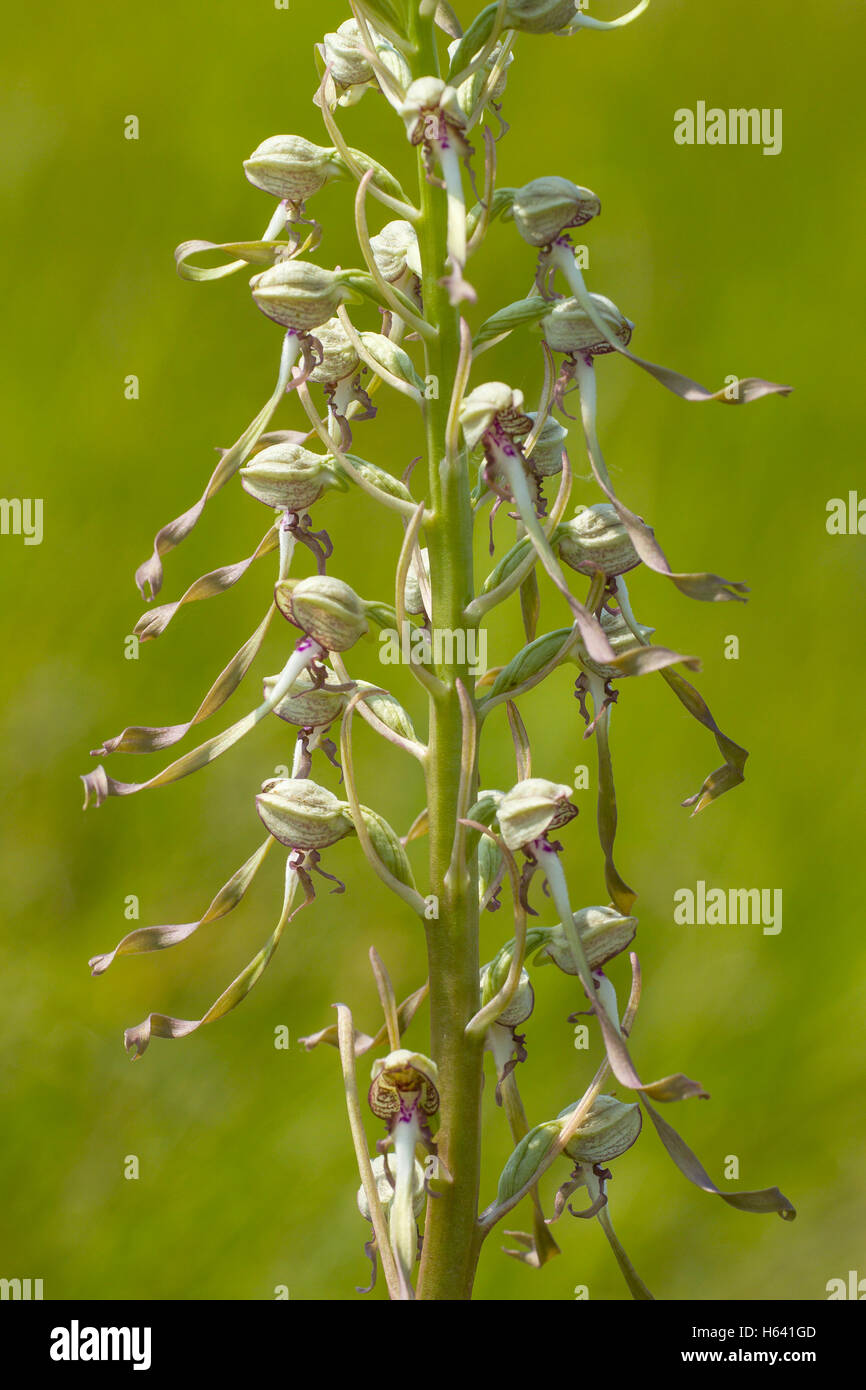 lizard orchid (Himantoglossum hircinum) flower growing in grassland ...