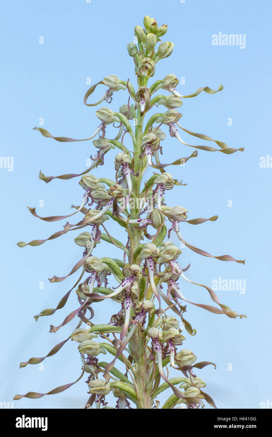 lizard orchid (Himantoglossum hircinum) flower growing in grassland ...
