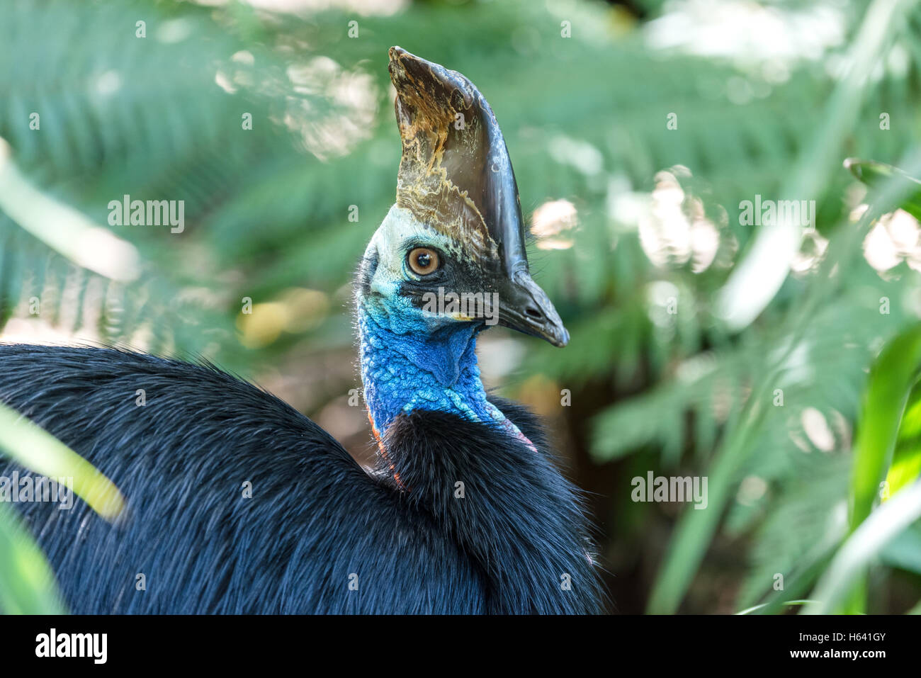 Cassowary bird hi-res stock photography and images - Alamy