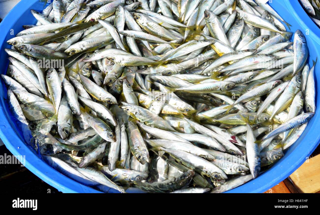 Fresh sea fish Stock Photo - Alamy