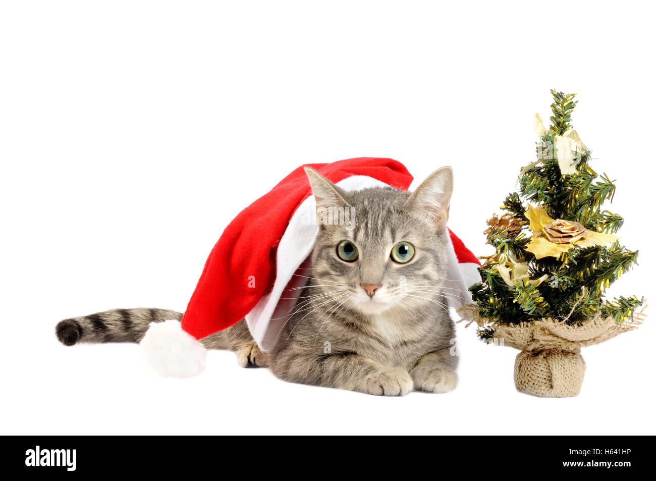 Animal christmas tree Cut Out Stock Images & Pictures - Alamy