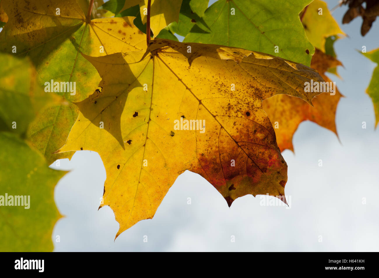 Turning of leaf colour hi-res stock photography and images - Alamy