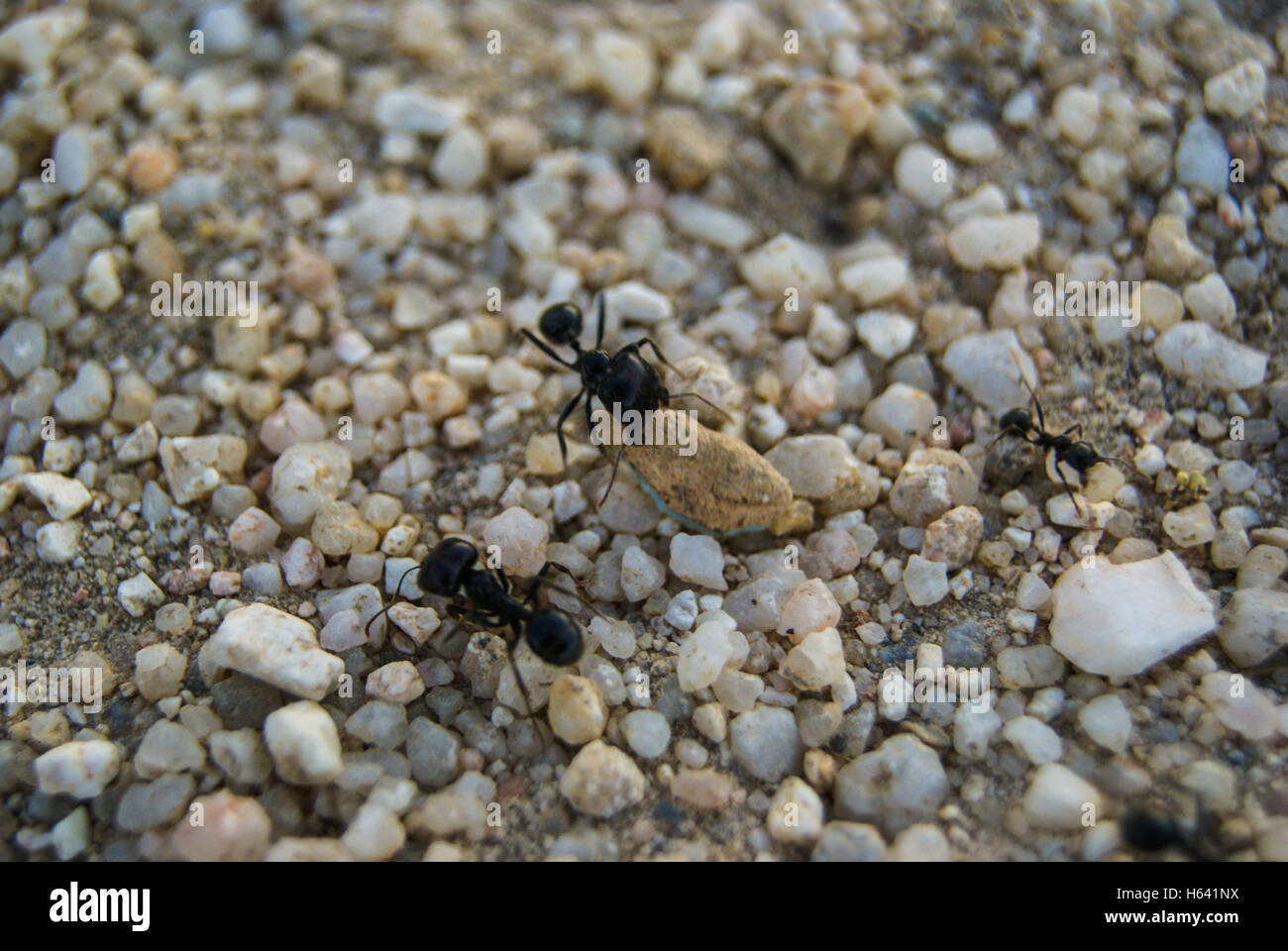 Ants working hi-res stock photography and images - Alamy