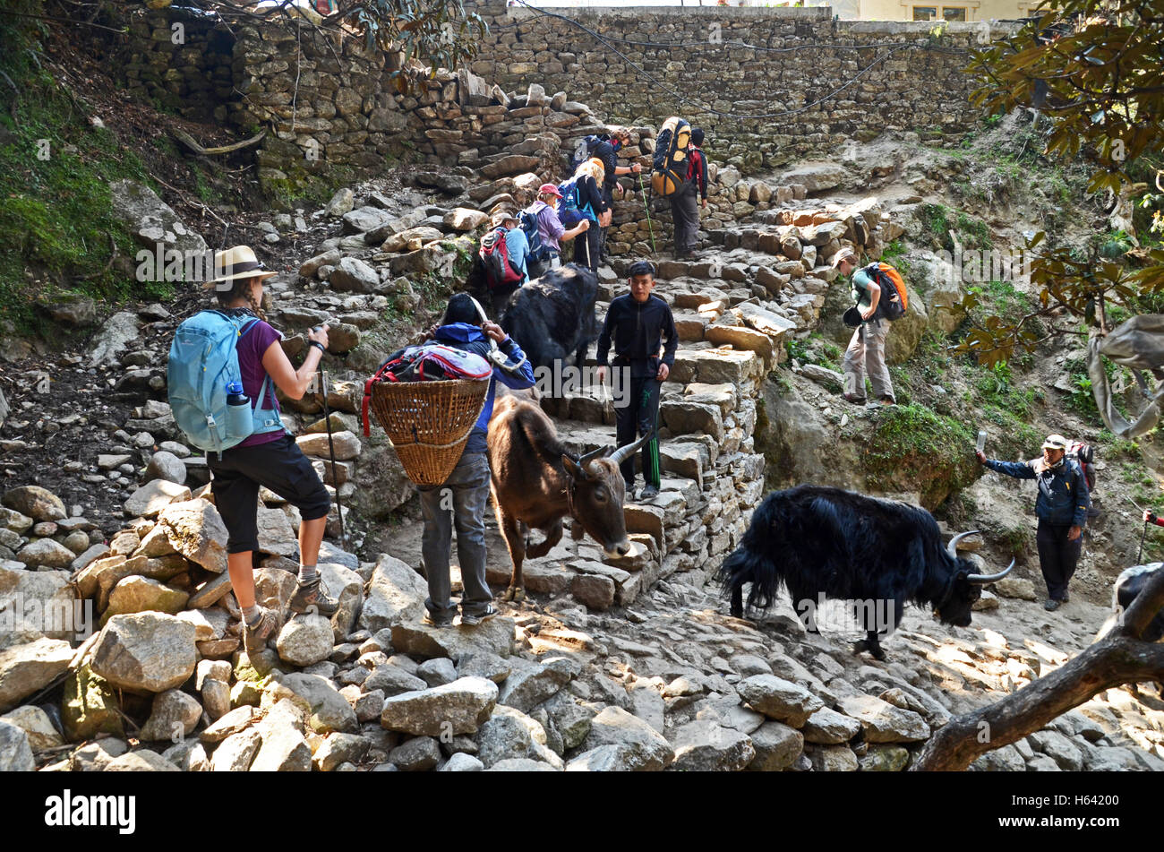 Trekkers make way for yaks near the village of Benkar, Solukhumbu ...