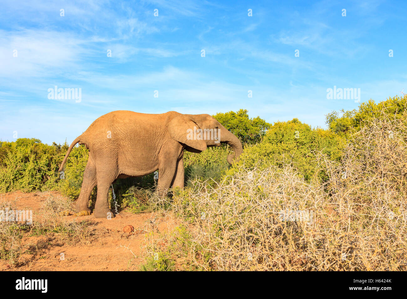 Elephant taking a dump and a wee at the same time and even eating Stock ...