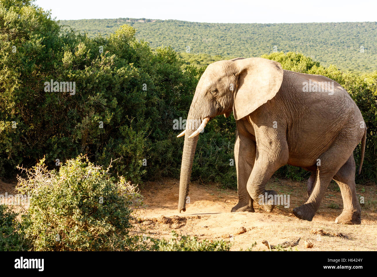 The African bush elephant Elephant taking a walk through the bush Stock ...