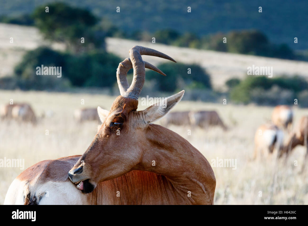 Pesky flies on a Red Hartebeest Stock Photo - Alamy