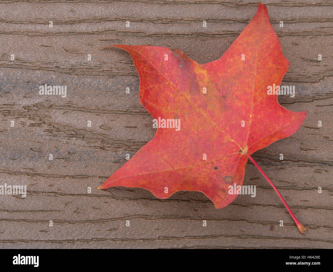 Individual single autumn fall leaf hi-res stock photography and images ...