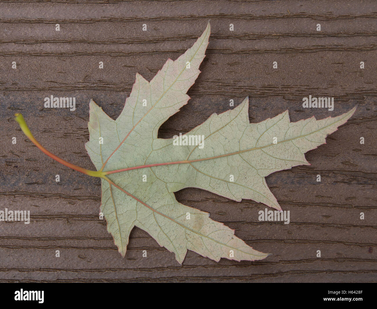 Back side of leaf hi-res stock photography and images - Alamy