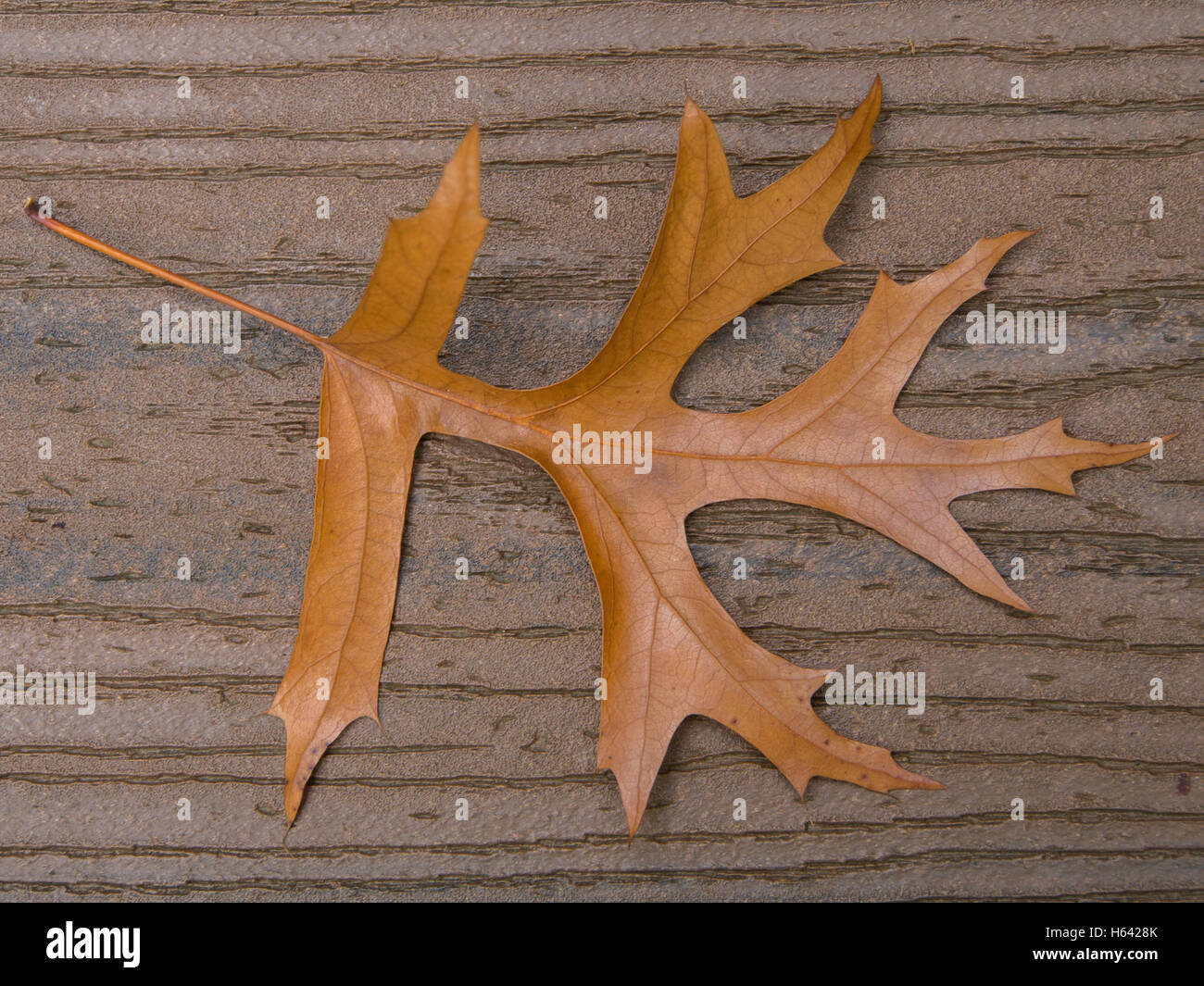 Individual single autumn fall leaf hi-res stock photography and images ...