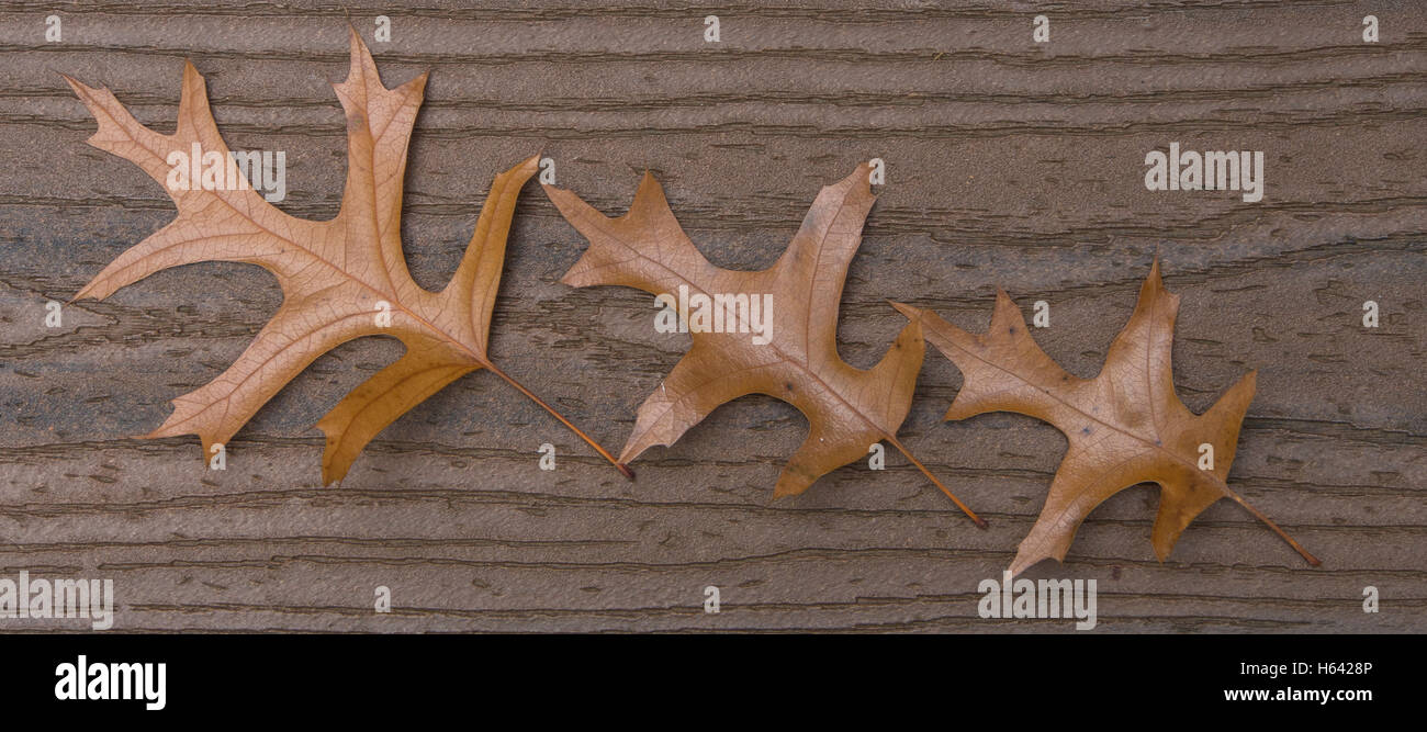 Three brown oak leaves in a diagonal row on brown boards Stock Photo ...