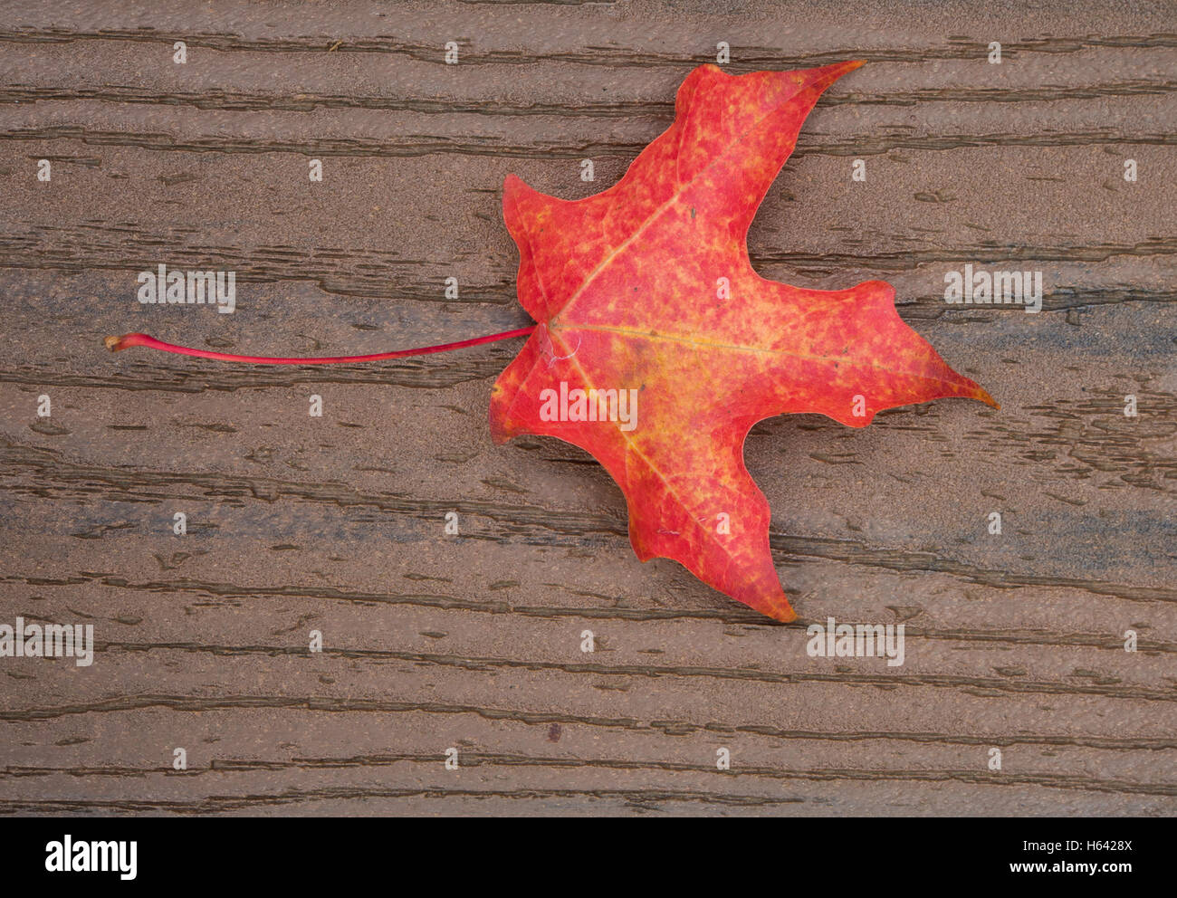 Single red maple leaf on brown boards with stem on the left center ...