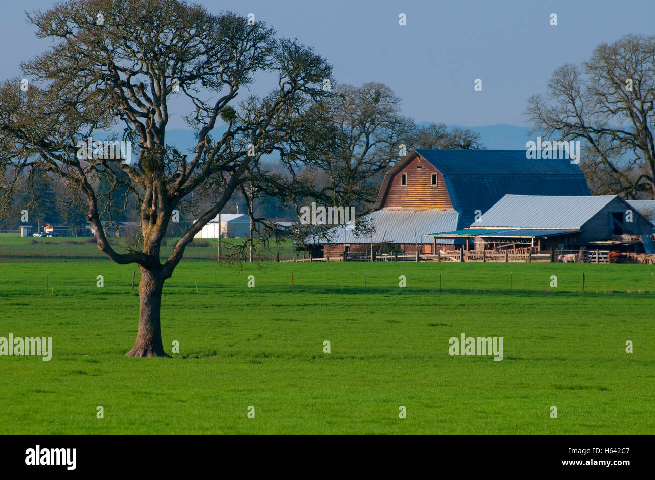 Willamette Valley oak with barn, Linn County, Oregon Stock Photo - Alamy
