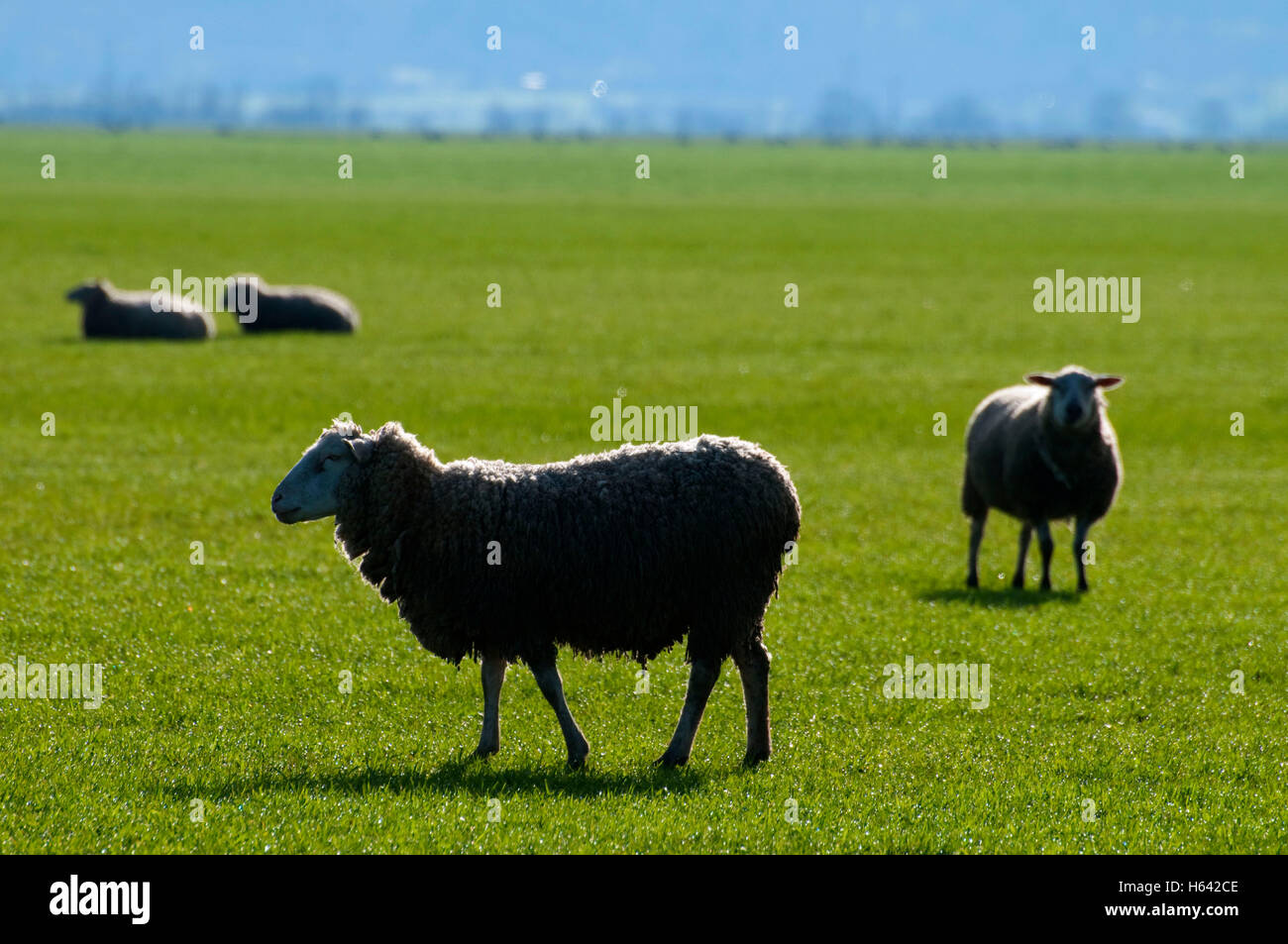 Sheep, Linn County, Oregon Stock Photo - Alamy