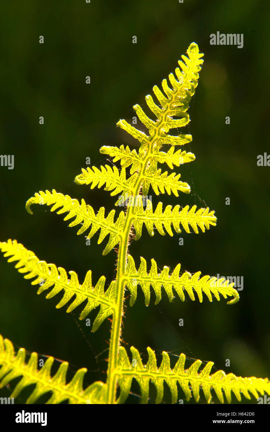 Fern, William Finley National Wildlife Refuge, Oregon Stock Photo - Alamy