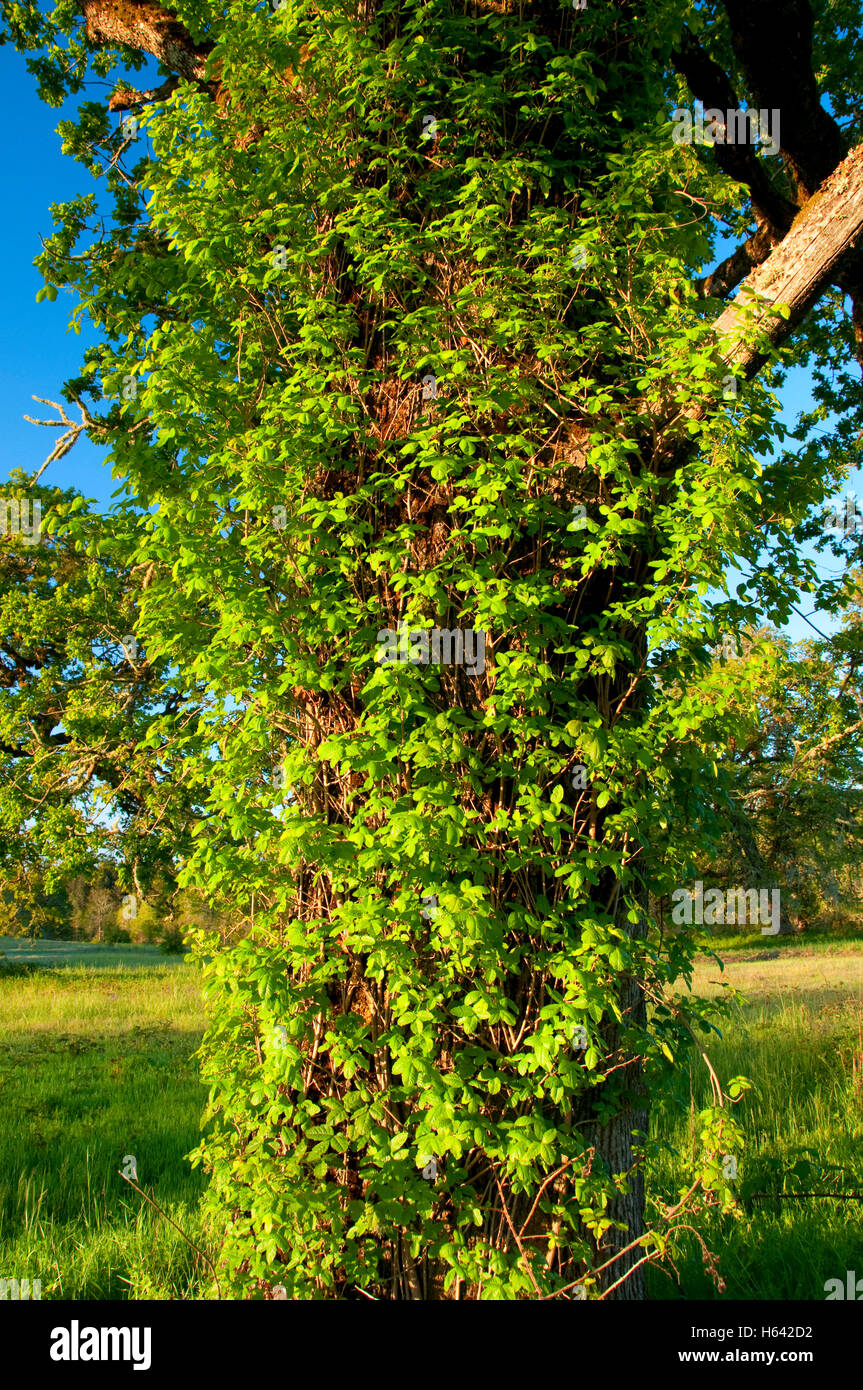 Poison Oak Stock Photos & Poison Oak Stock Images - Alamy