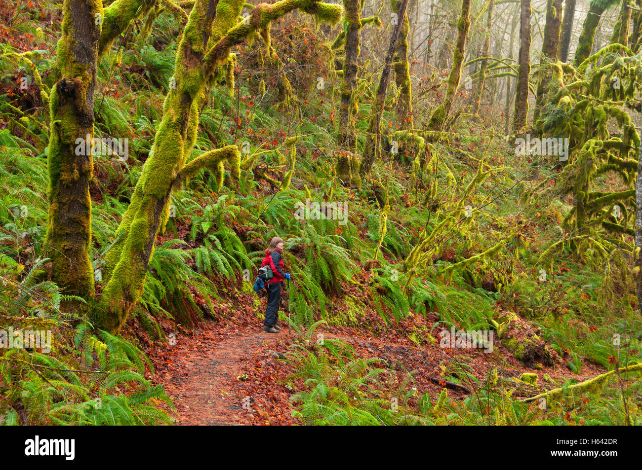 Plunkett Creek Loop Trail, Beazell Memorial Forest County Park, Benton ...